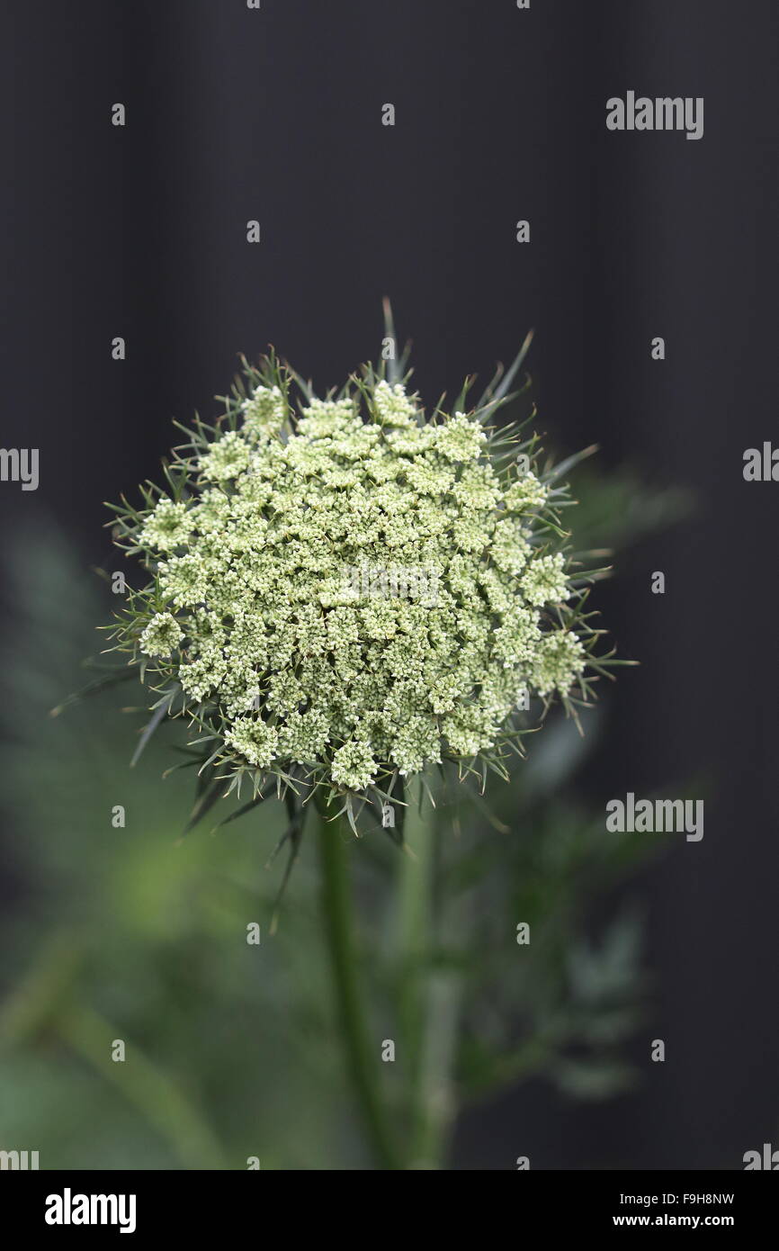 Carrot weed hi-res stock photography and images - Alamy