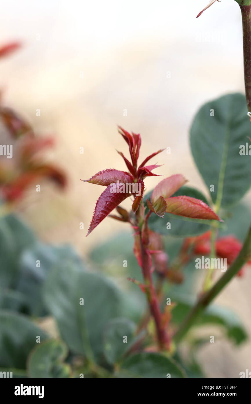 Rose leaves hi-res stock photography and images - Alamy