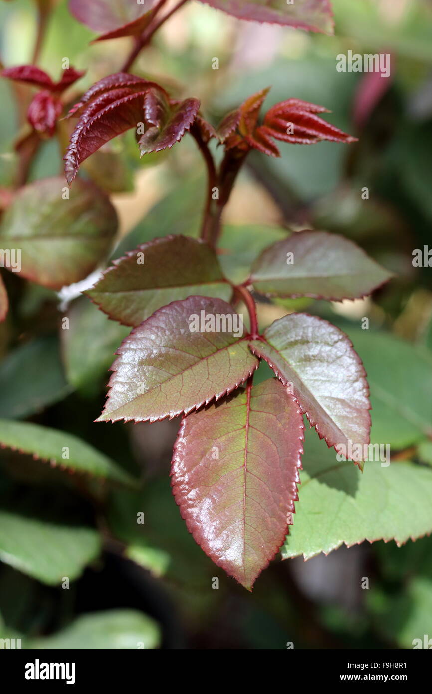 New tender leaves hi-res stock photography and images - Alamy