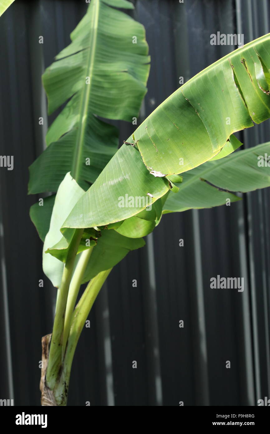 Plants against colorbond fence hi-res stock photography and images - Alamy