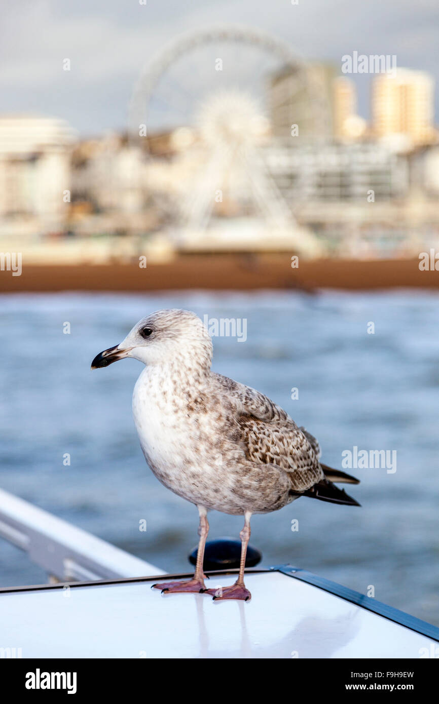 British Seagulls High Resolution Stock Photography and Images - Alamy