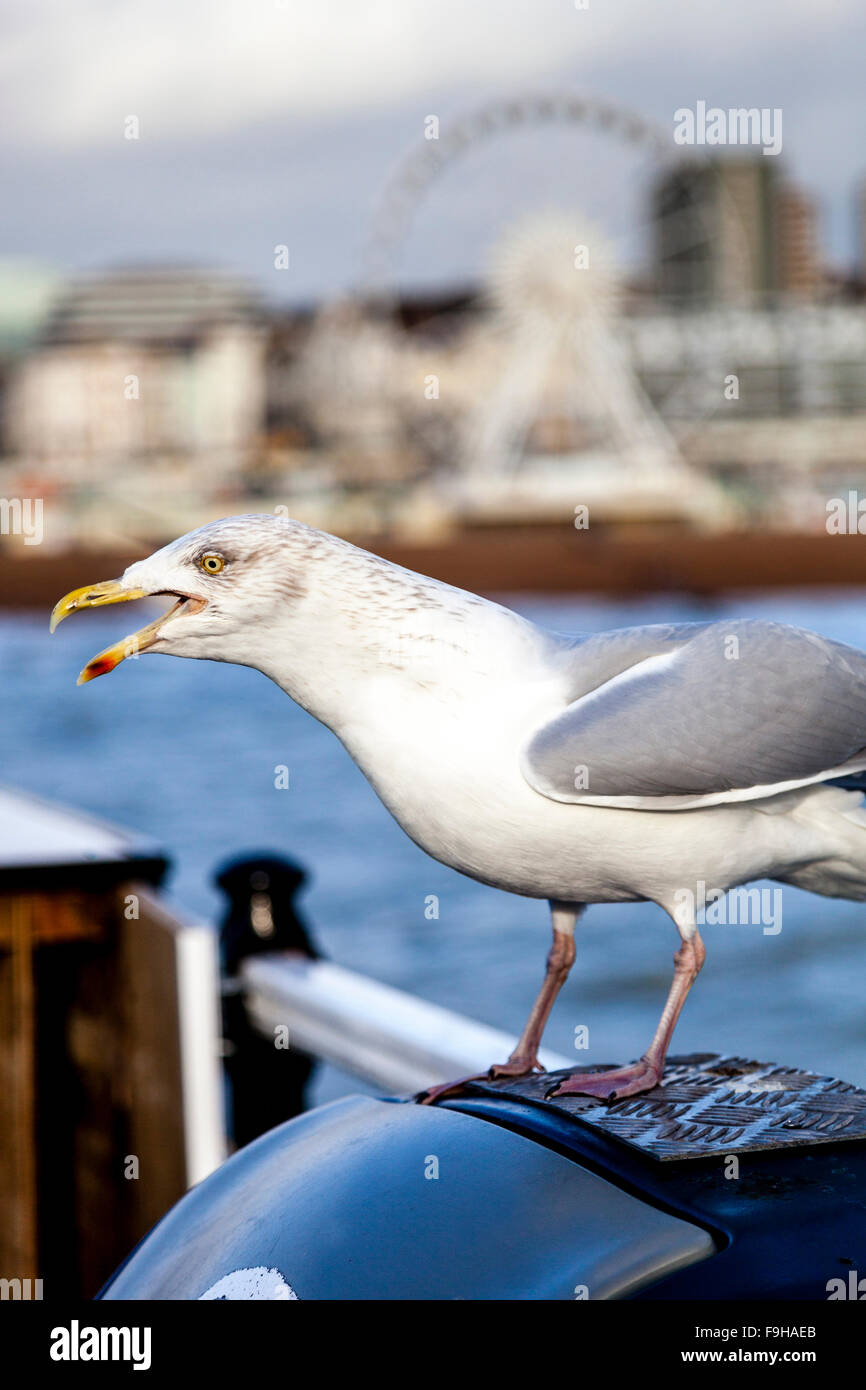 A Squawking Seagull, Brighton Pier, Brighton, Sussex, UK Stock Photo ...