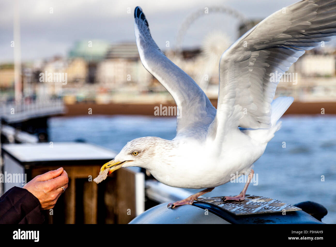 Woman with seagull hi-res stock photography and images - Alamy