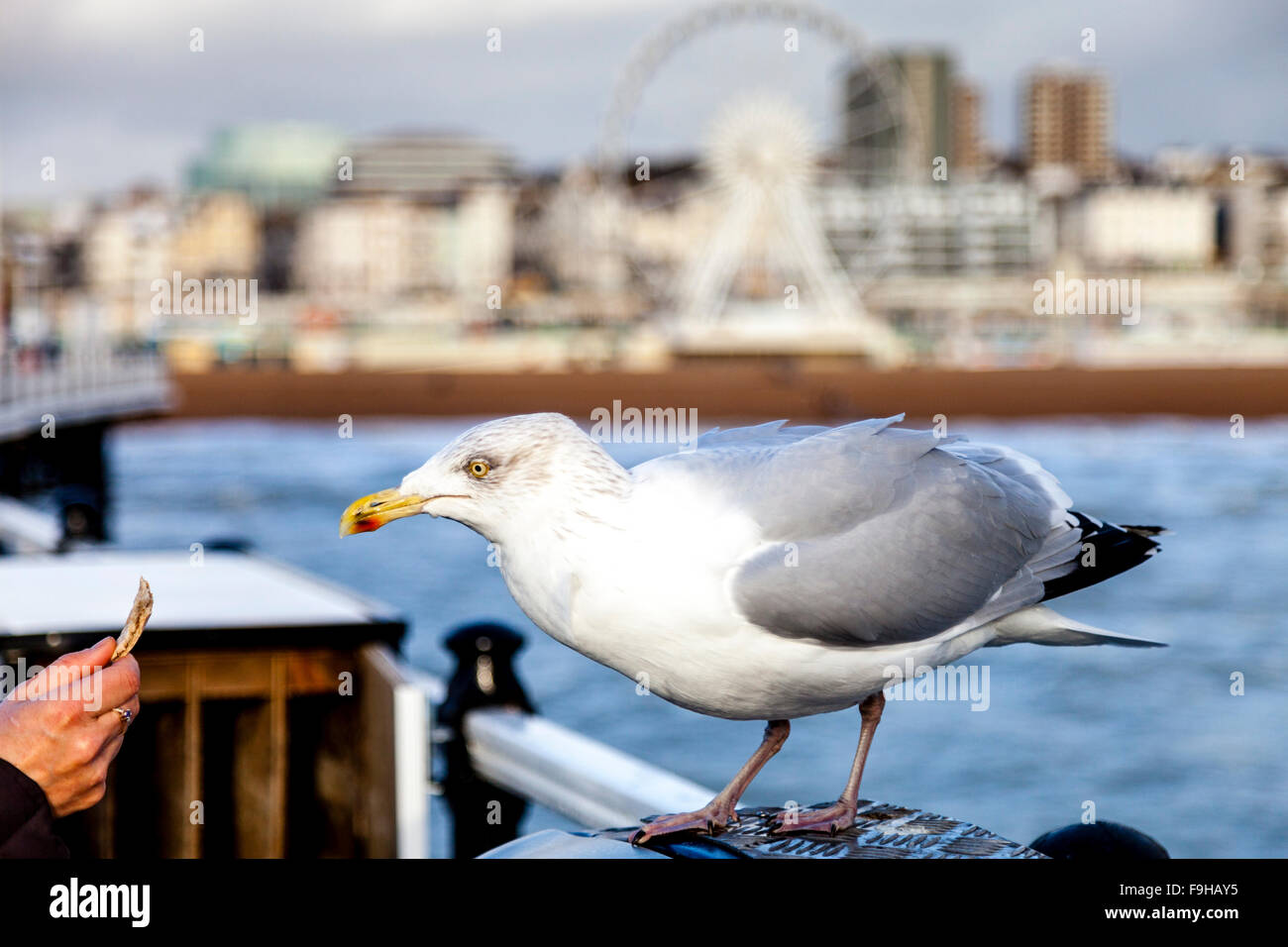 A Woman Feeding A Seagull, Brighton Pier, Brighton, Sussex, UK Stock ...