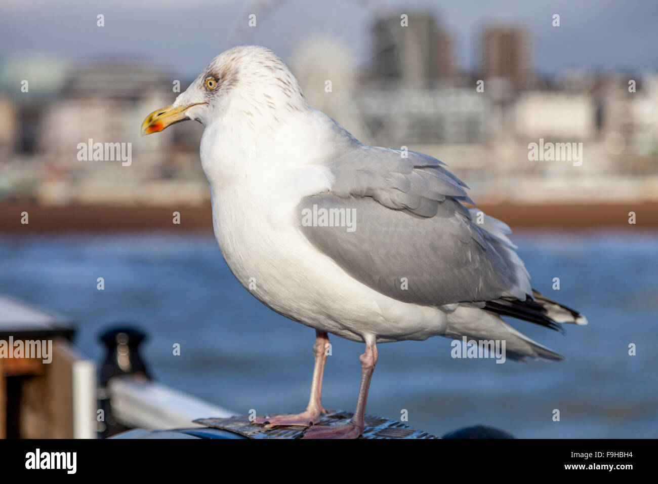 Seagull Feet High Resolution Stock Photography and Images - Alamy