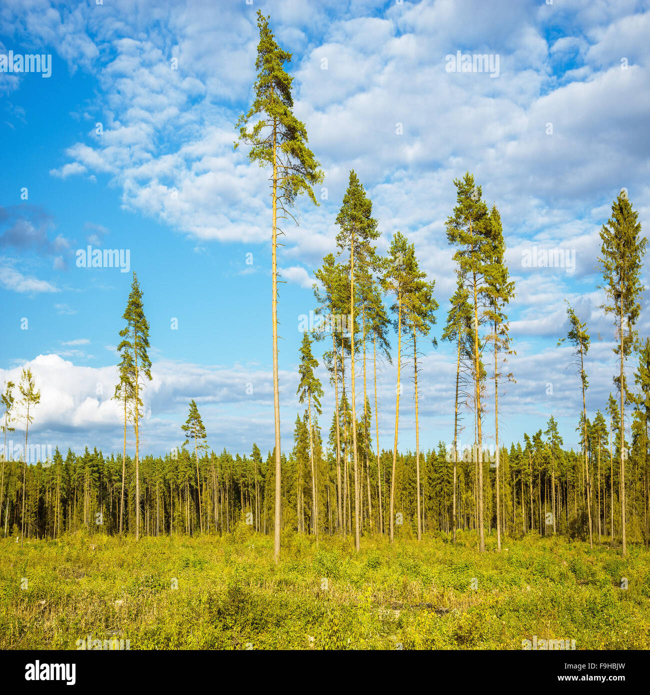 Tall old pine trees by the forest Stock Photo - Alamy