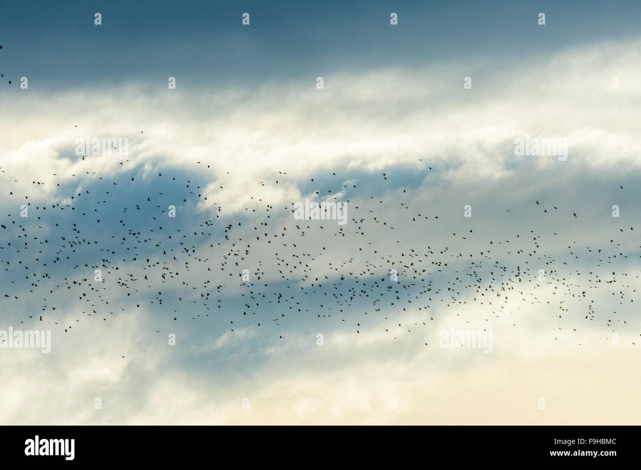migrating flock of blackbirds against the clouds Stock Photo - Alamy