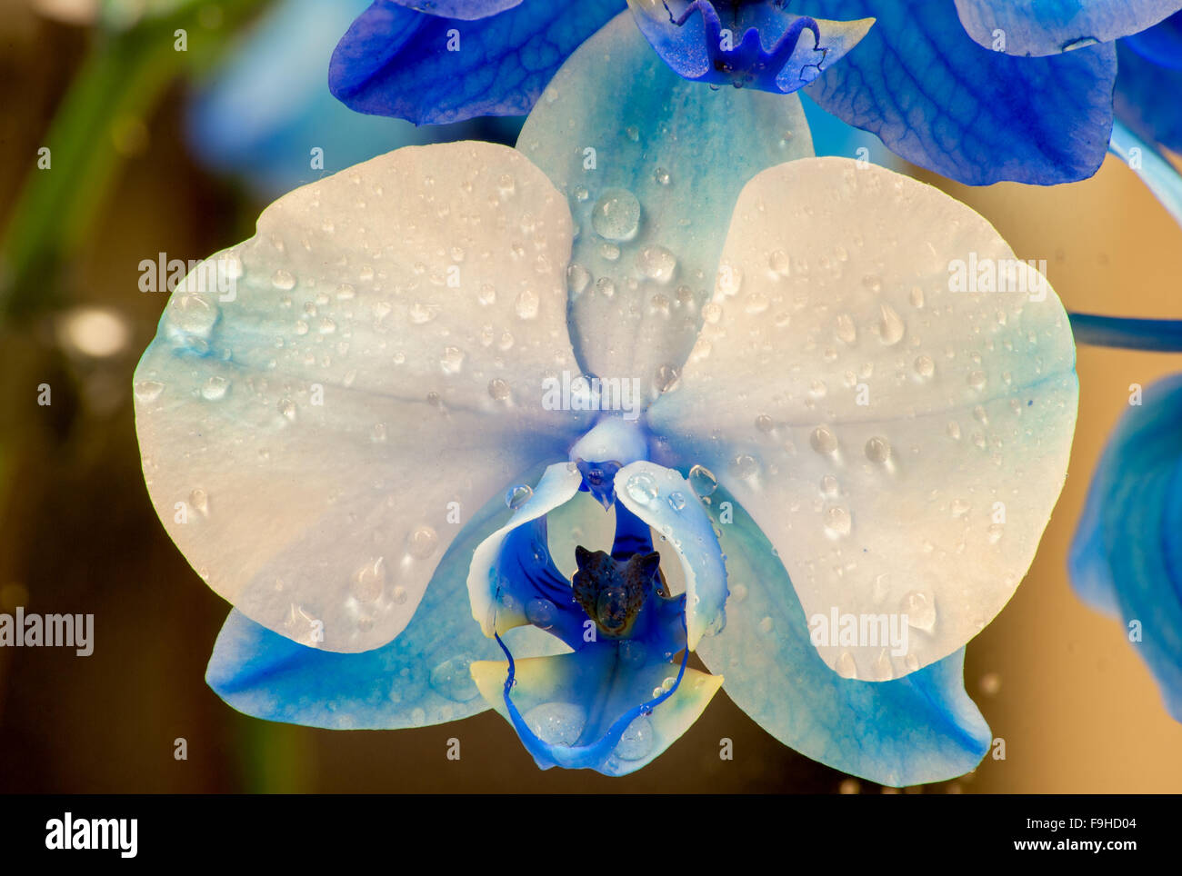 Blue orchid hi-res stock photography and images - Alamy