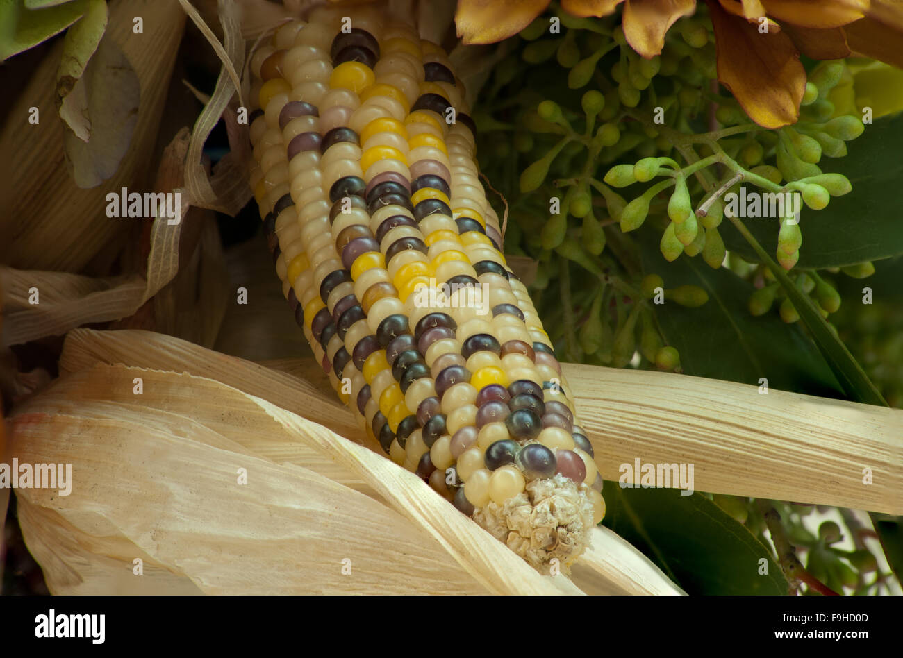 Thanksgiving corn on the cob Stock Photo - Alamy