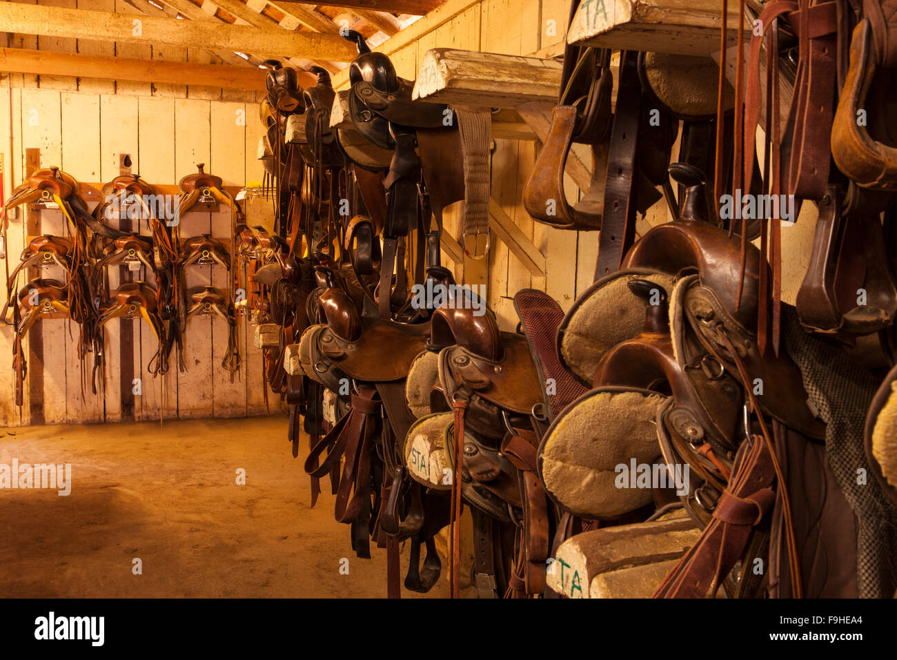 saddles in tack barn, Alisal Guest Ranch, Solvang, California Stock ...