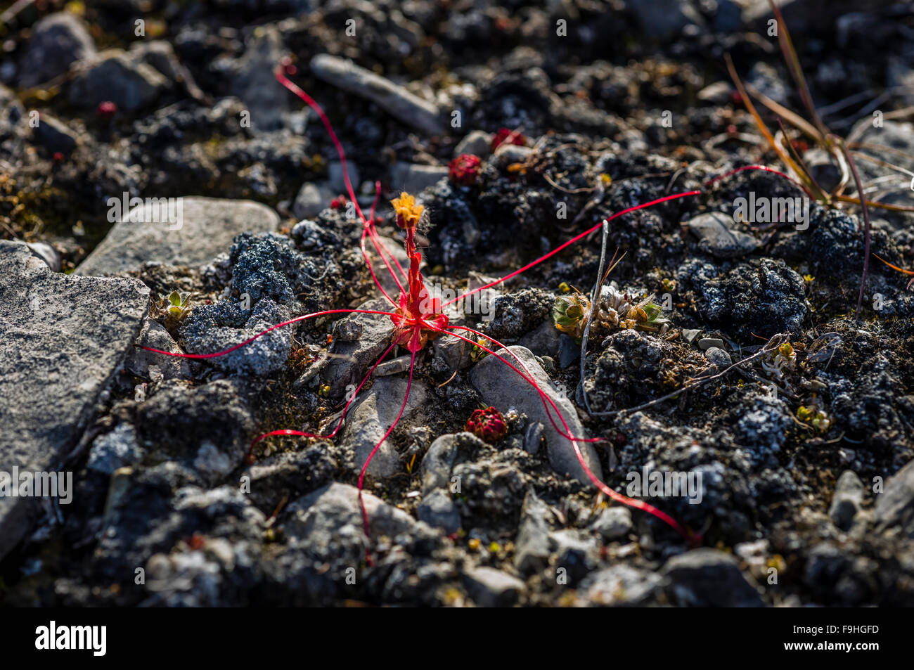 Devon island hi-res stock photography and images - Alamy