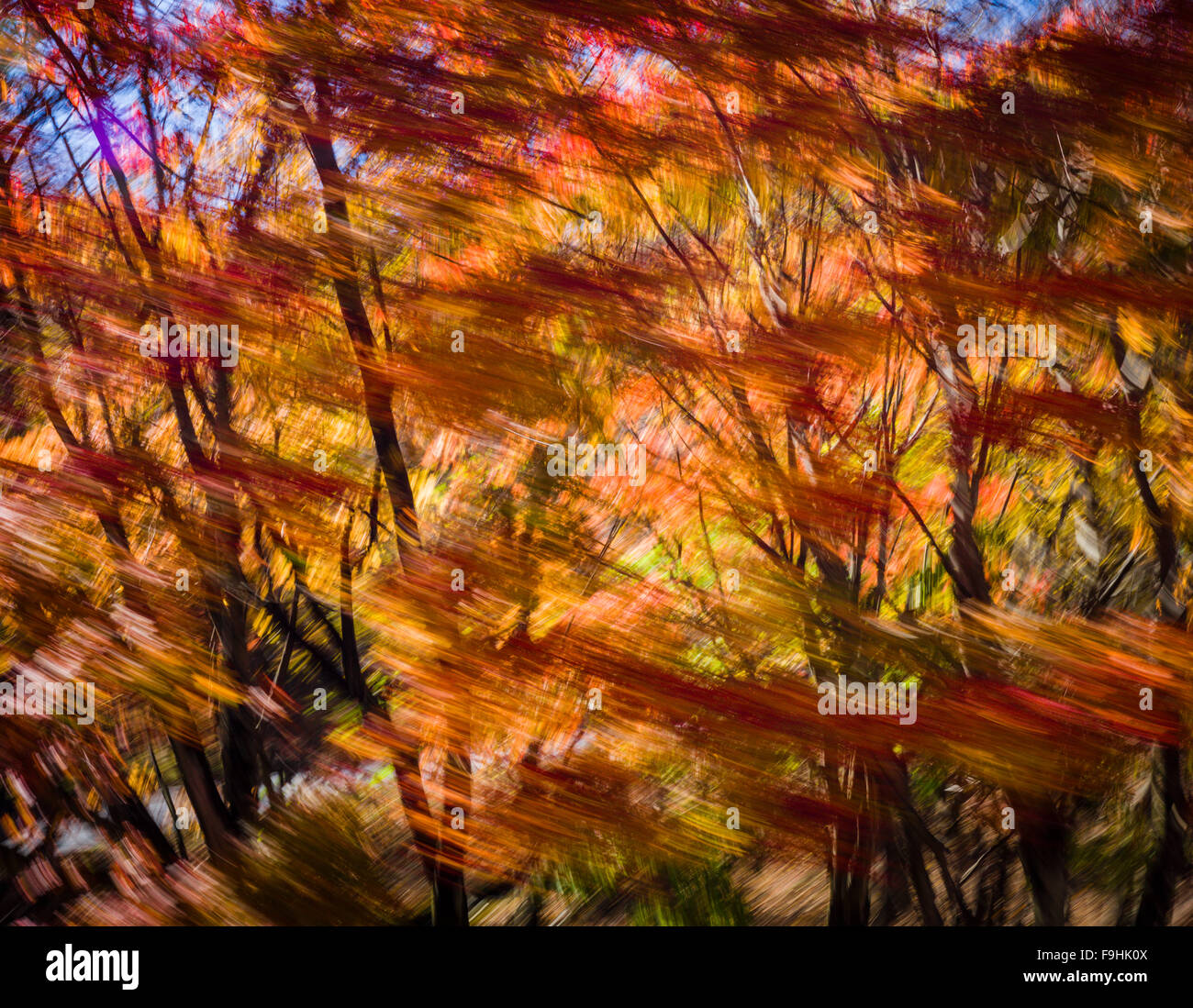 TREE ABSTRACT, FALL FOLIAGE, NIKKO JAPAN Stock Photo - Alamy