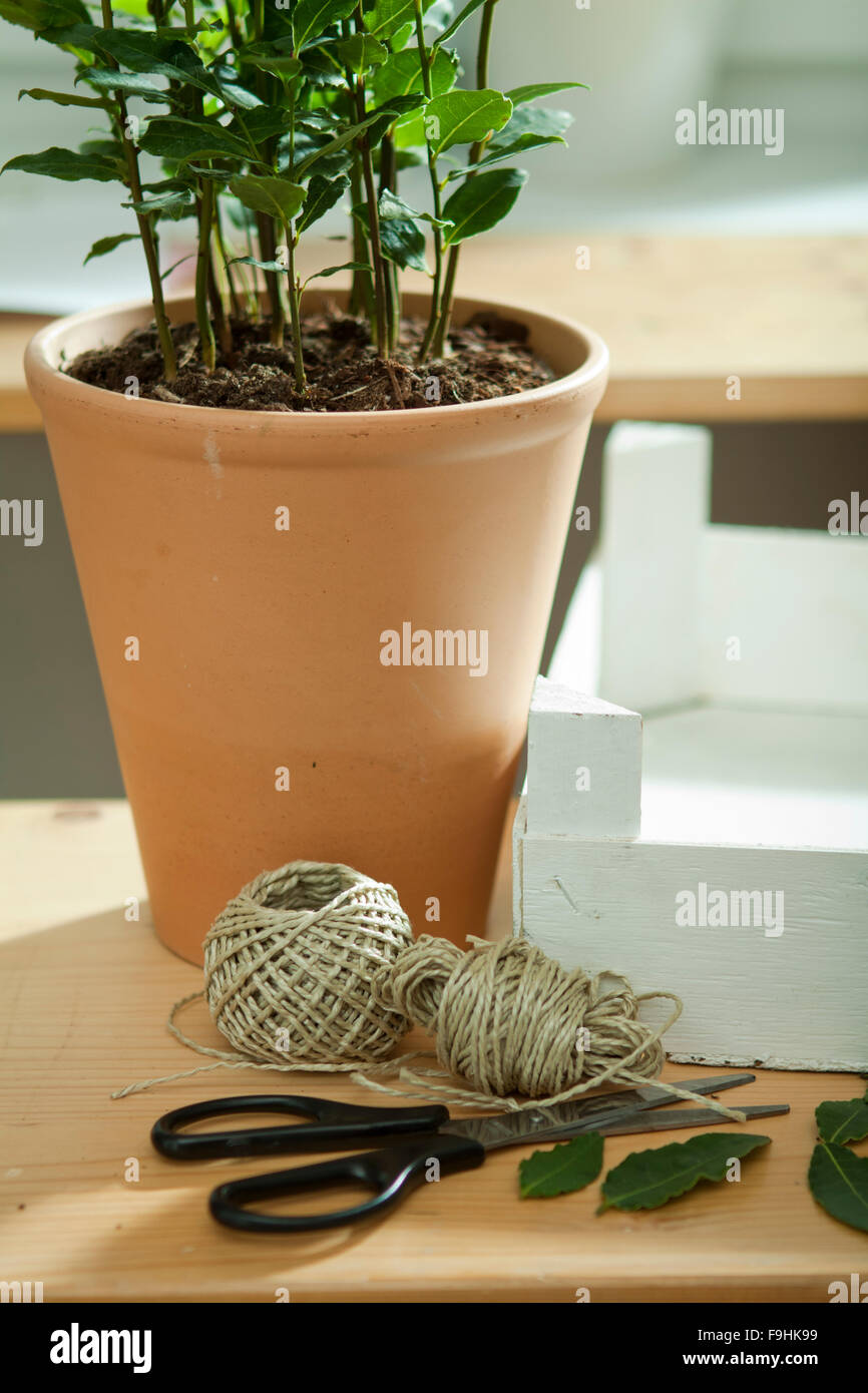 step by step bay leaf decorated box Stock Photo - Alamy