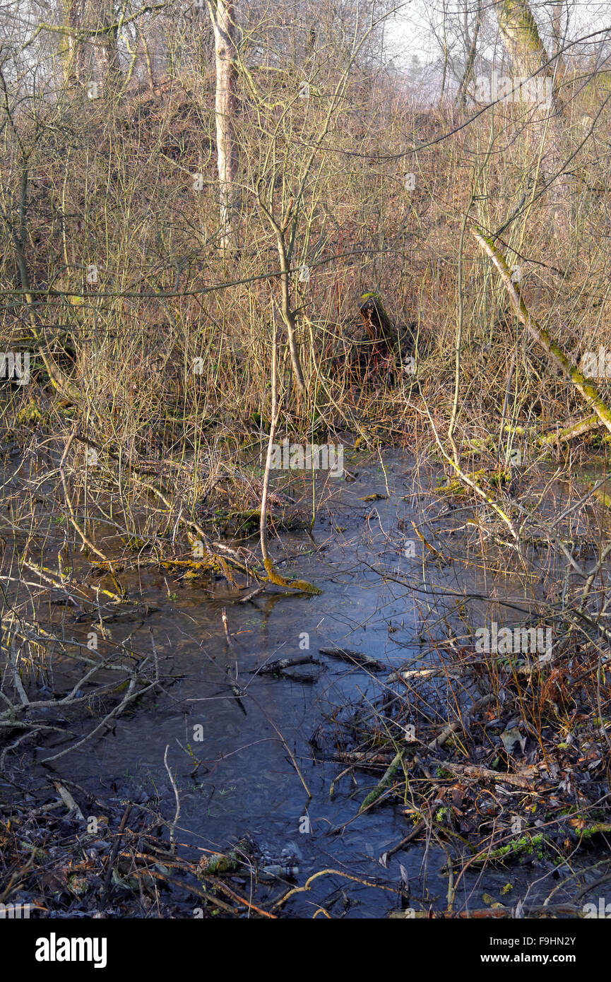 frozen swamp in the bush on wilderness Stock Photo - Alamy