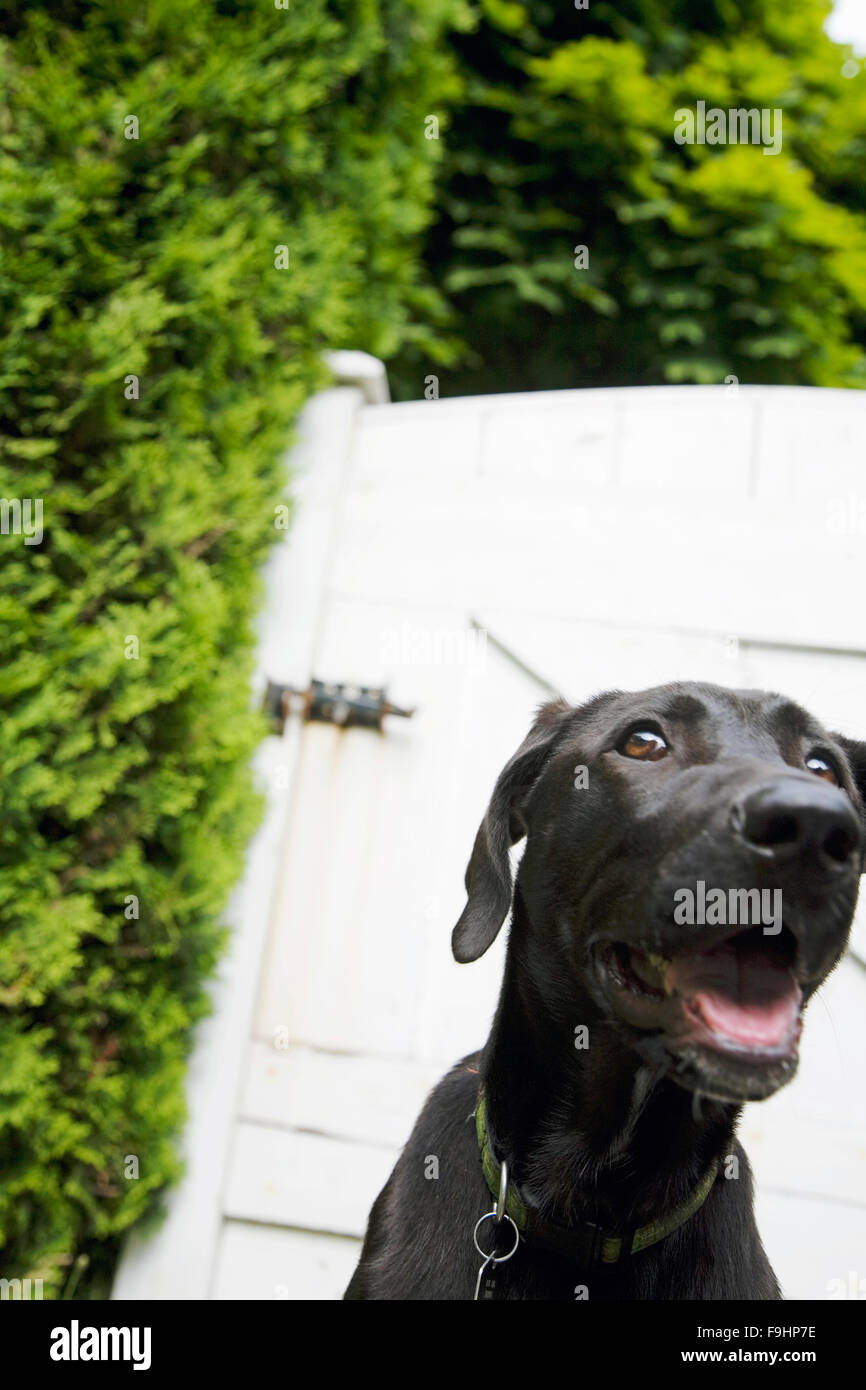 portrait of black labrador retriever cross puppy Stock Photo - Alamy