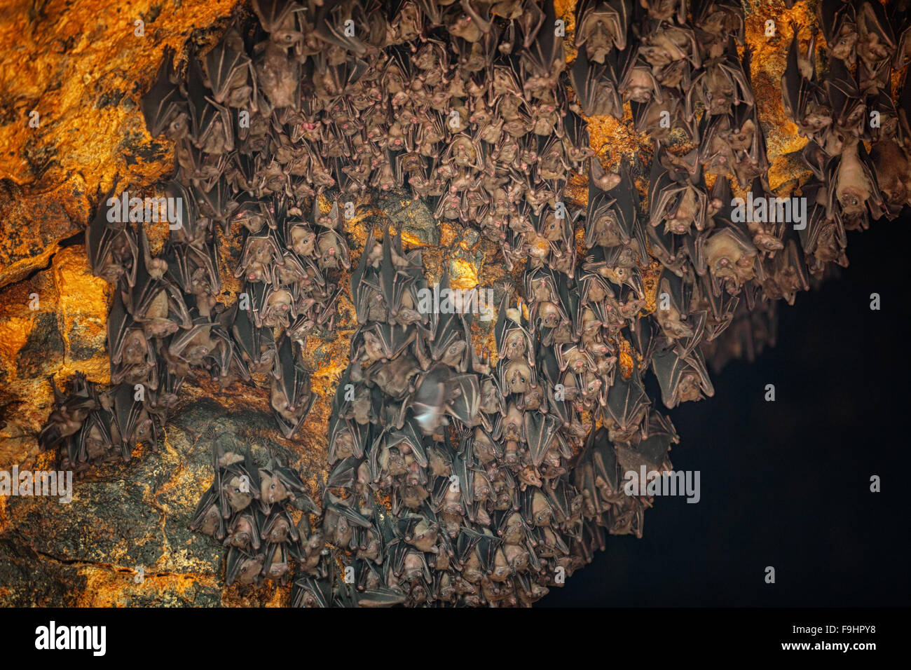 Inside goa lawah bat cave temple in bali hi-res stock photography and ...