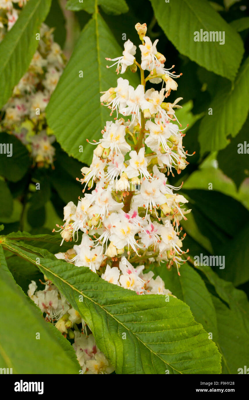 Chestnut blossom white hi-res stock photography and images - Alamy