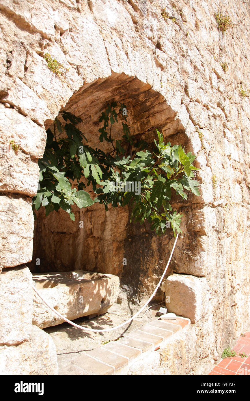 fig tree on rock wall Stock Photo - Alamy