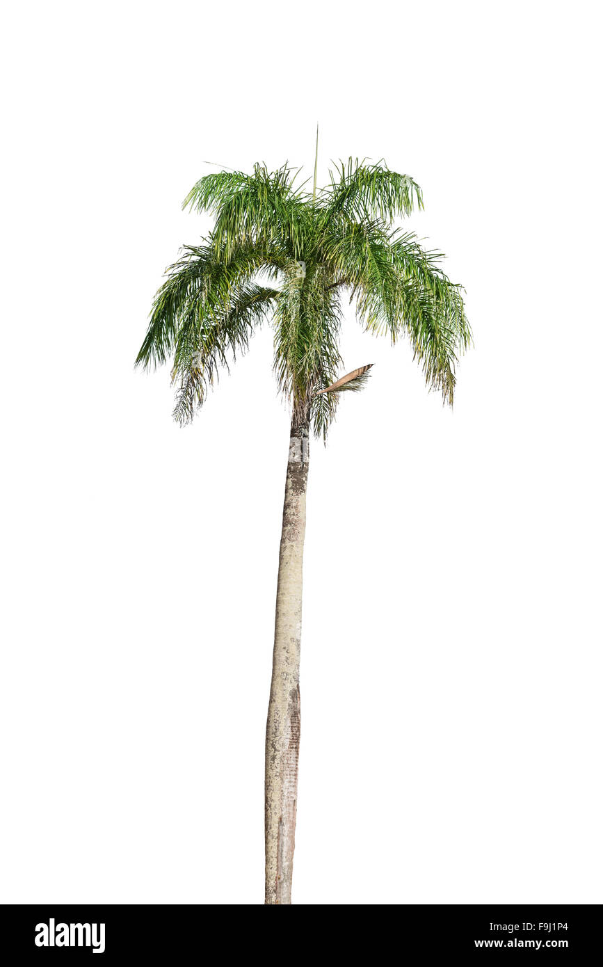 Empty palm brown hi-res stock photography and images - Alamy