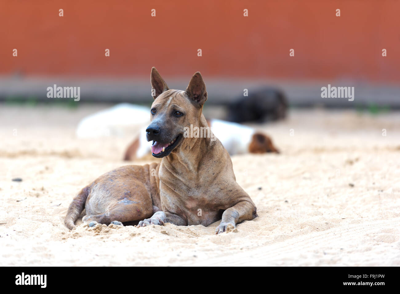 Thai dog hi-res stock photography and images - Alamy