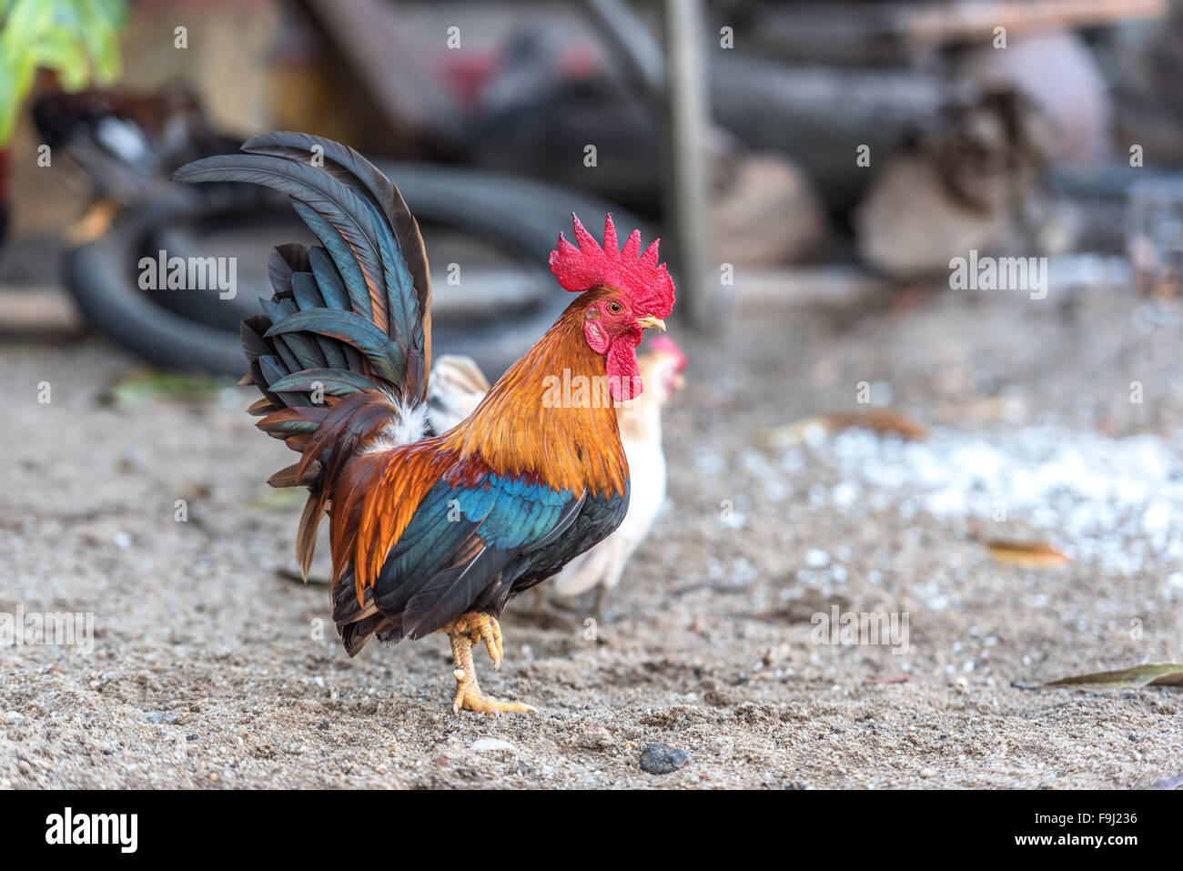 Male bantan on ground Stock Photo - Alamy