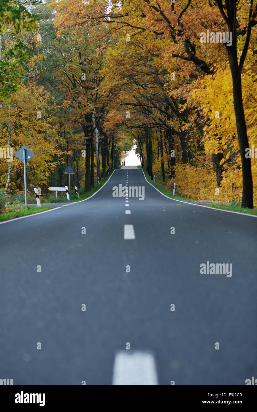 country road at autumn season with bright orange colors at morning ...