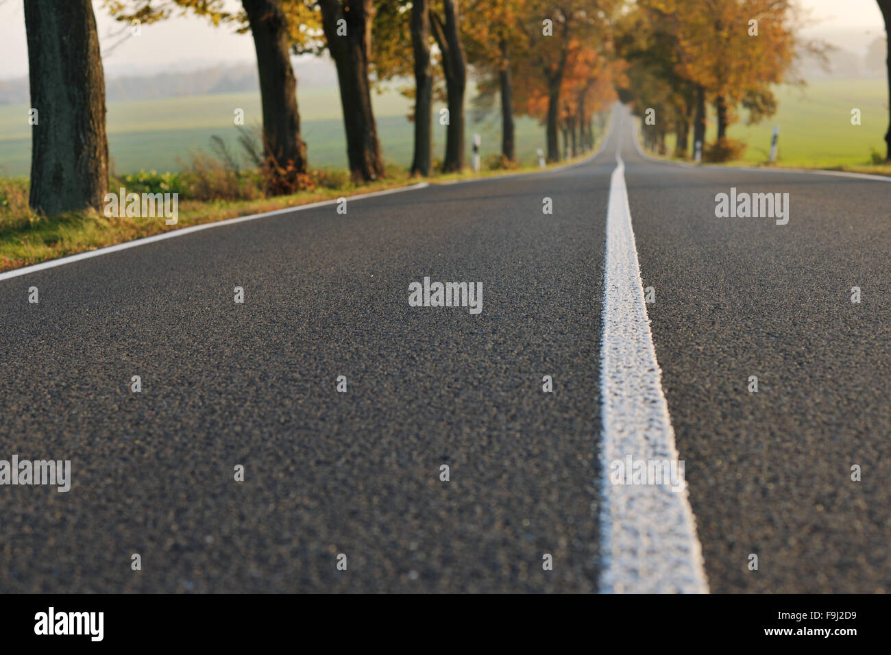 country road at autumn season with bright orange colors at morning ...