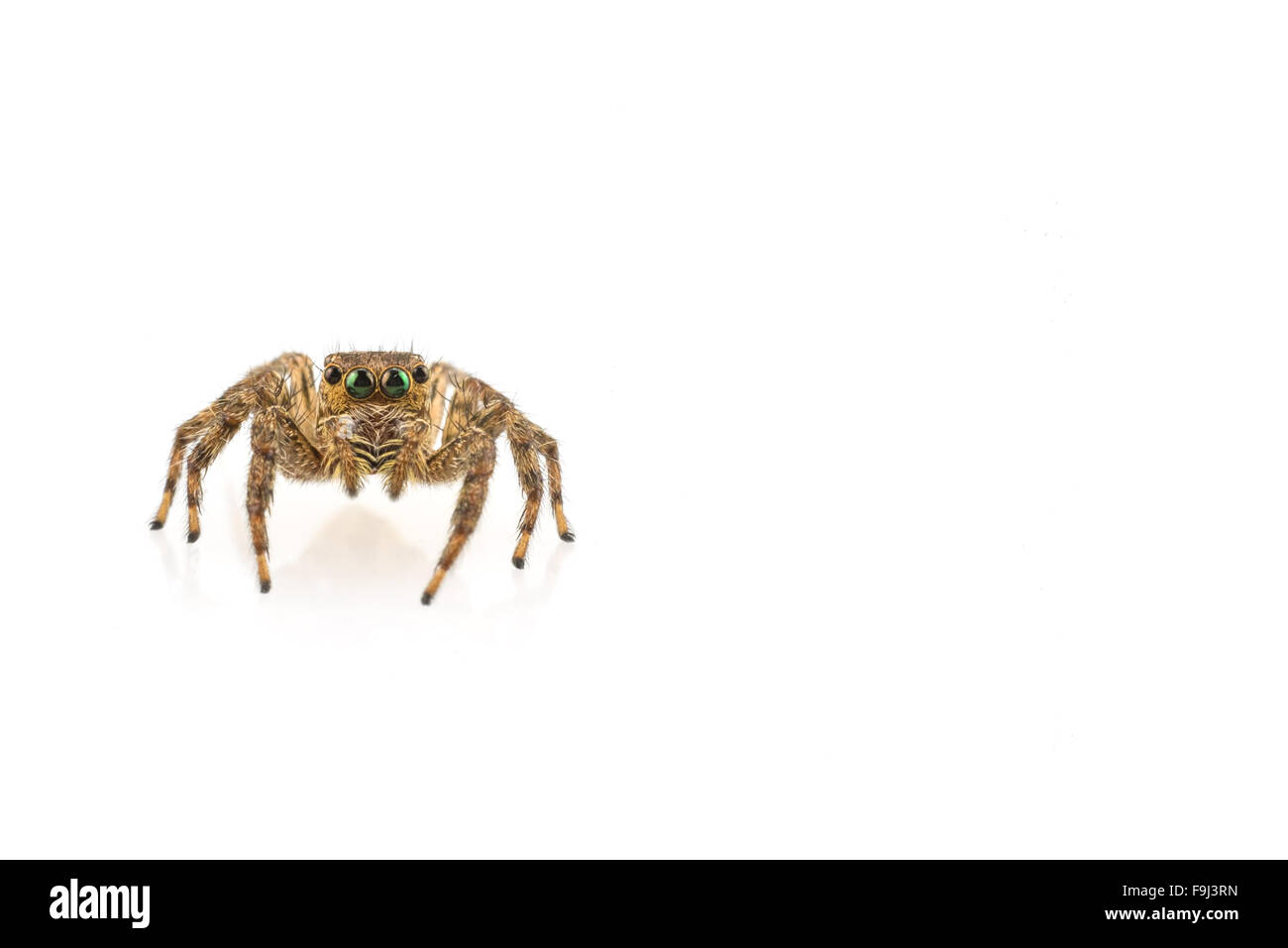 spider jump on white background Stock Photo - Alamy