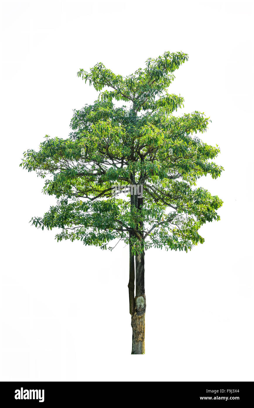 pine tree isolated on a white background Stock Photo - Alamy