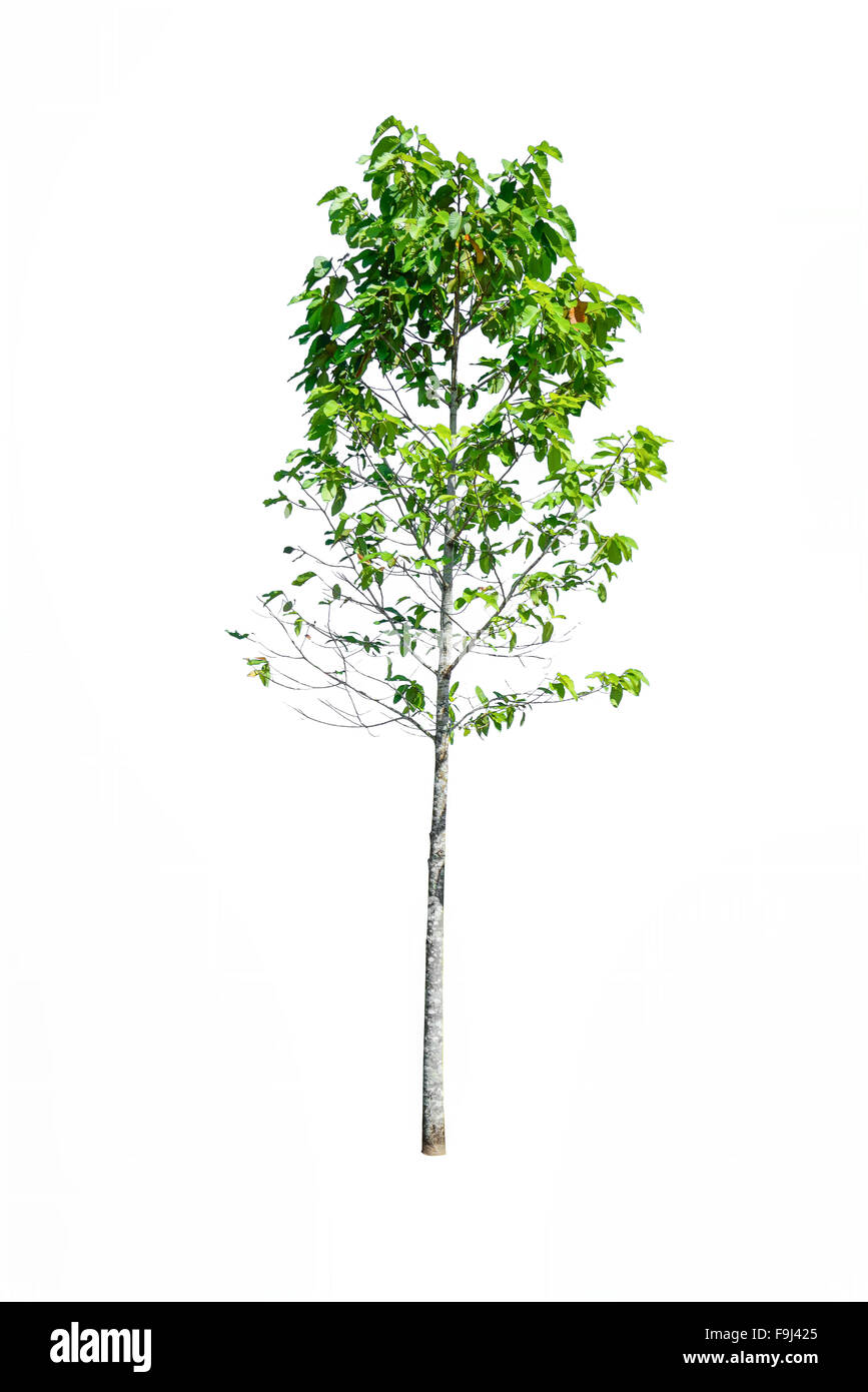 Basswood stem hi-res stock photography and images - Alamy