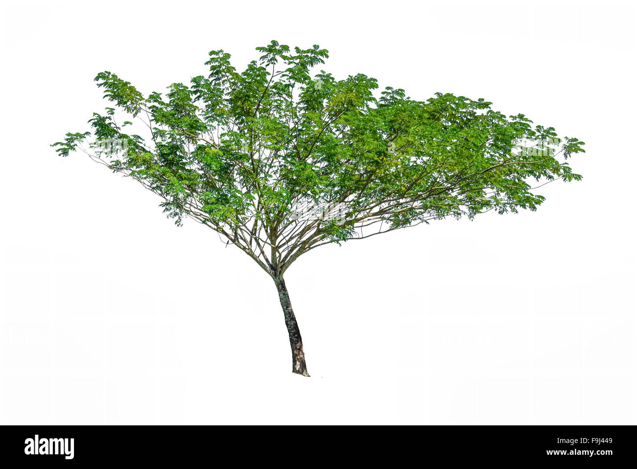 Bark evergreen Cut Out Stock Images & Pictures - Alamy