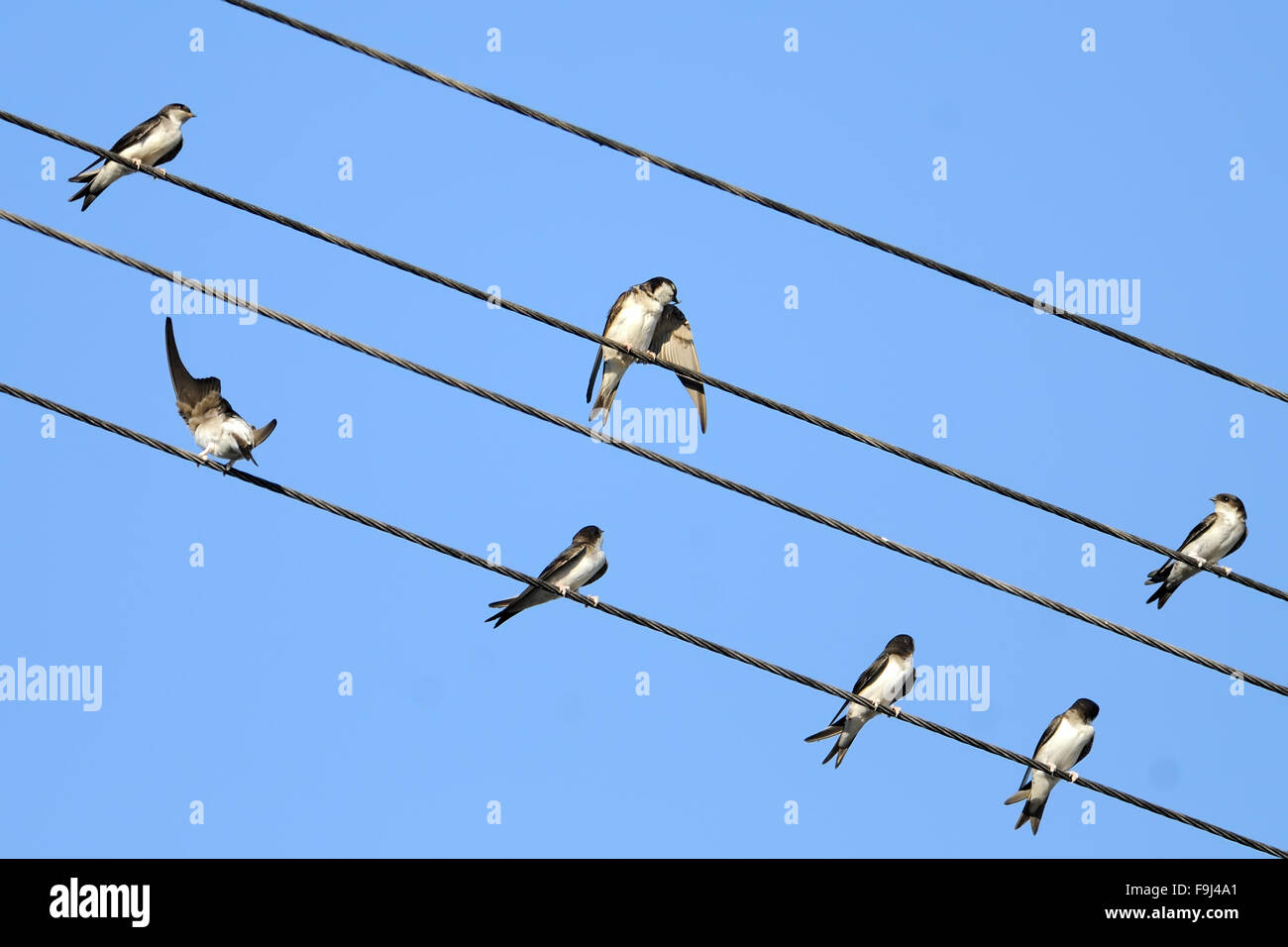 Birds on power lines hi-res stock photography and images - Alamy
