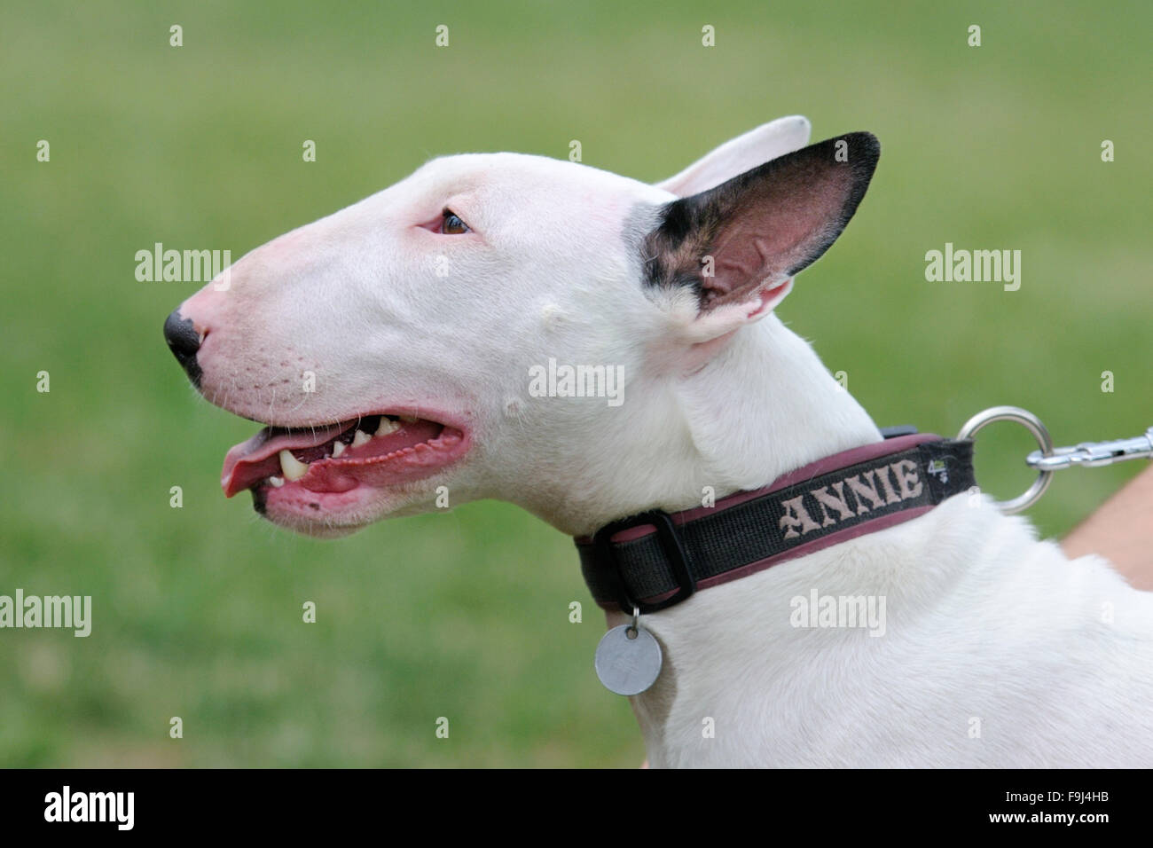 Bull terrier profile hi-res stock photography and images - Alamy