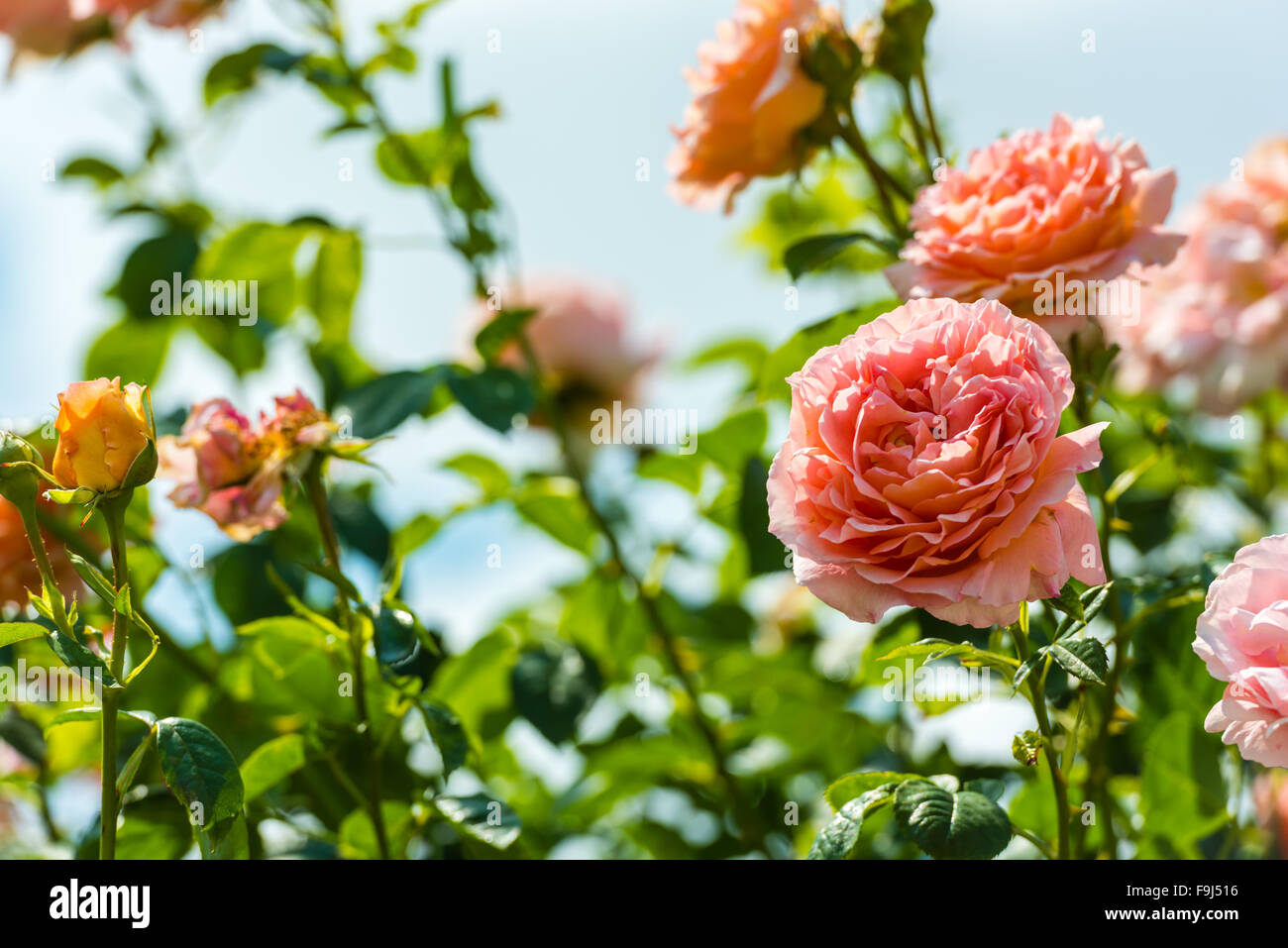 Bush of beautiful pink roses in a garden. Horizontal shot Stock Photo ...