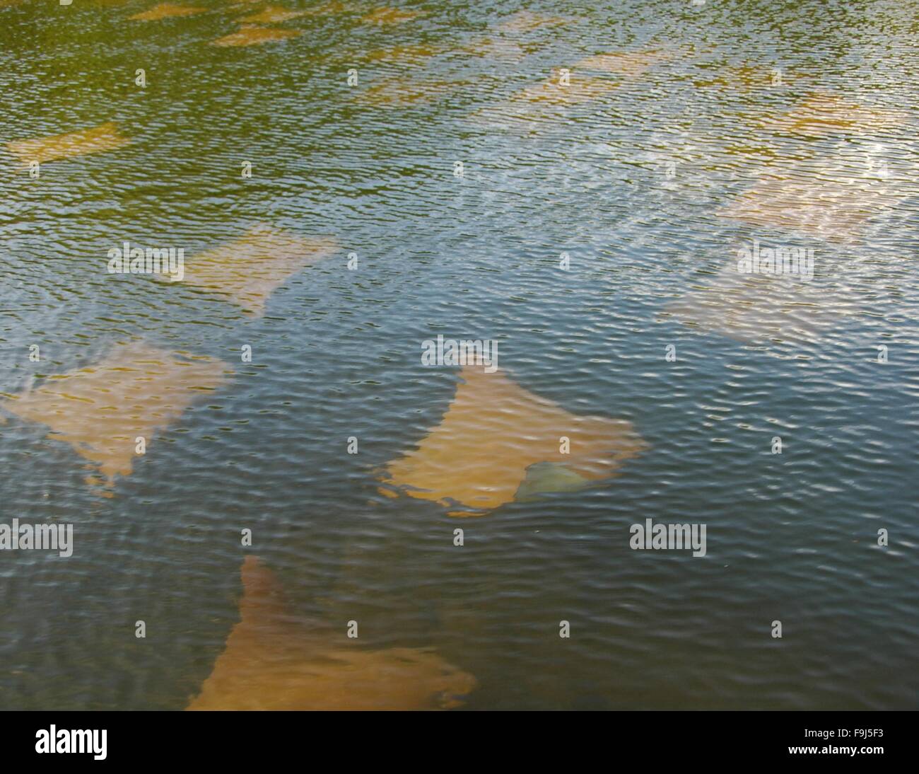 Cow-nosed rays traveling in a pack on Seymour Island, Galapagos ...