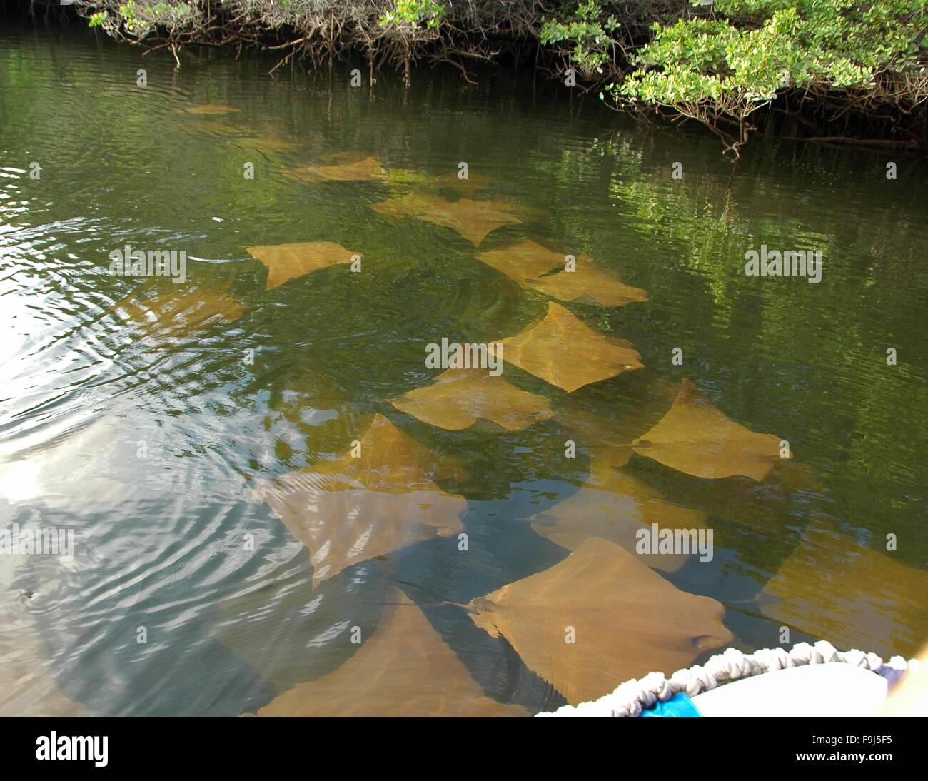 Cow-nosed rays traveling in a pack on Seymour Island, Galapagos ...