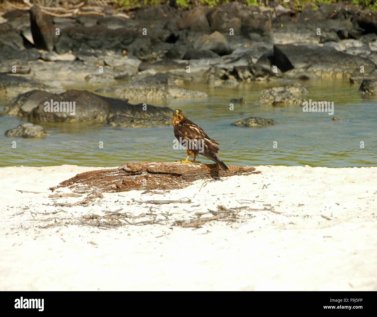 A Galapagos hawk Española Island, Galapagos, Ecuador Stock Photo - Alamy