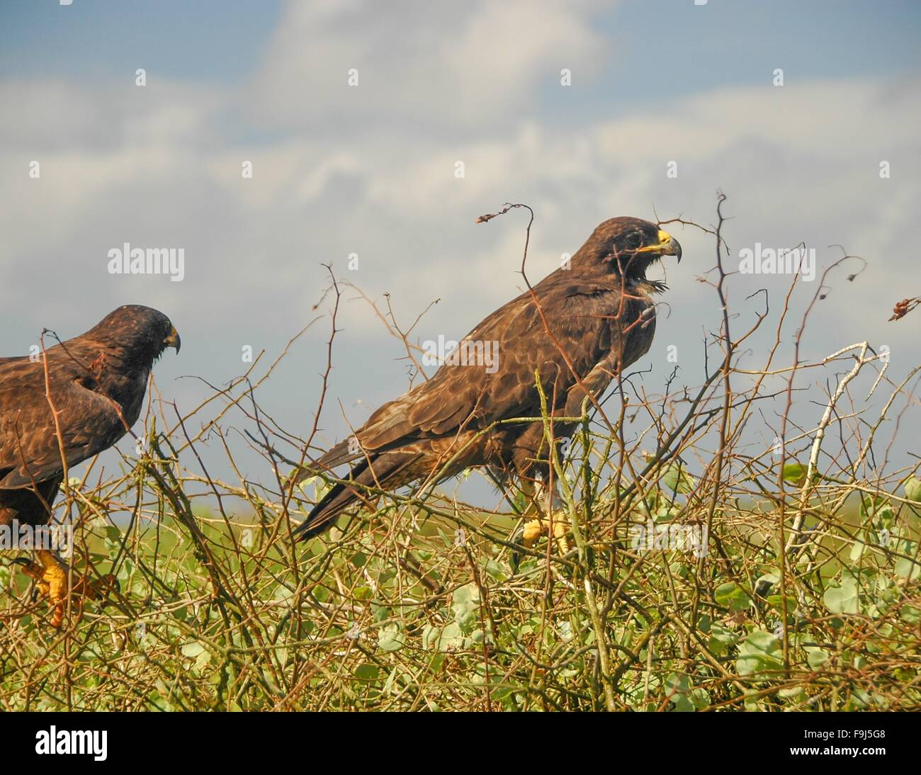 A pair of Galapagos hawks on Española Island, Galapagos, Ecuador Stock ...
