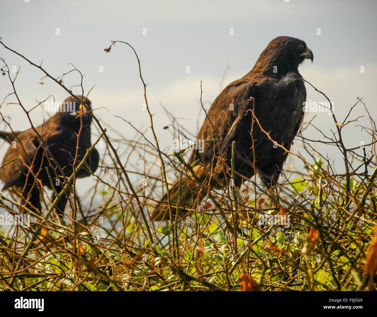 A pair of Galapagos hawks on Española Island, Galapagos, Ecuador Stock ...