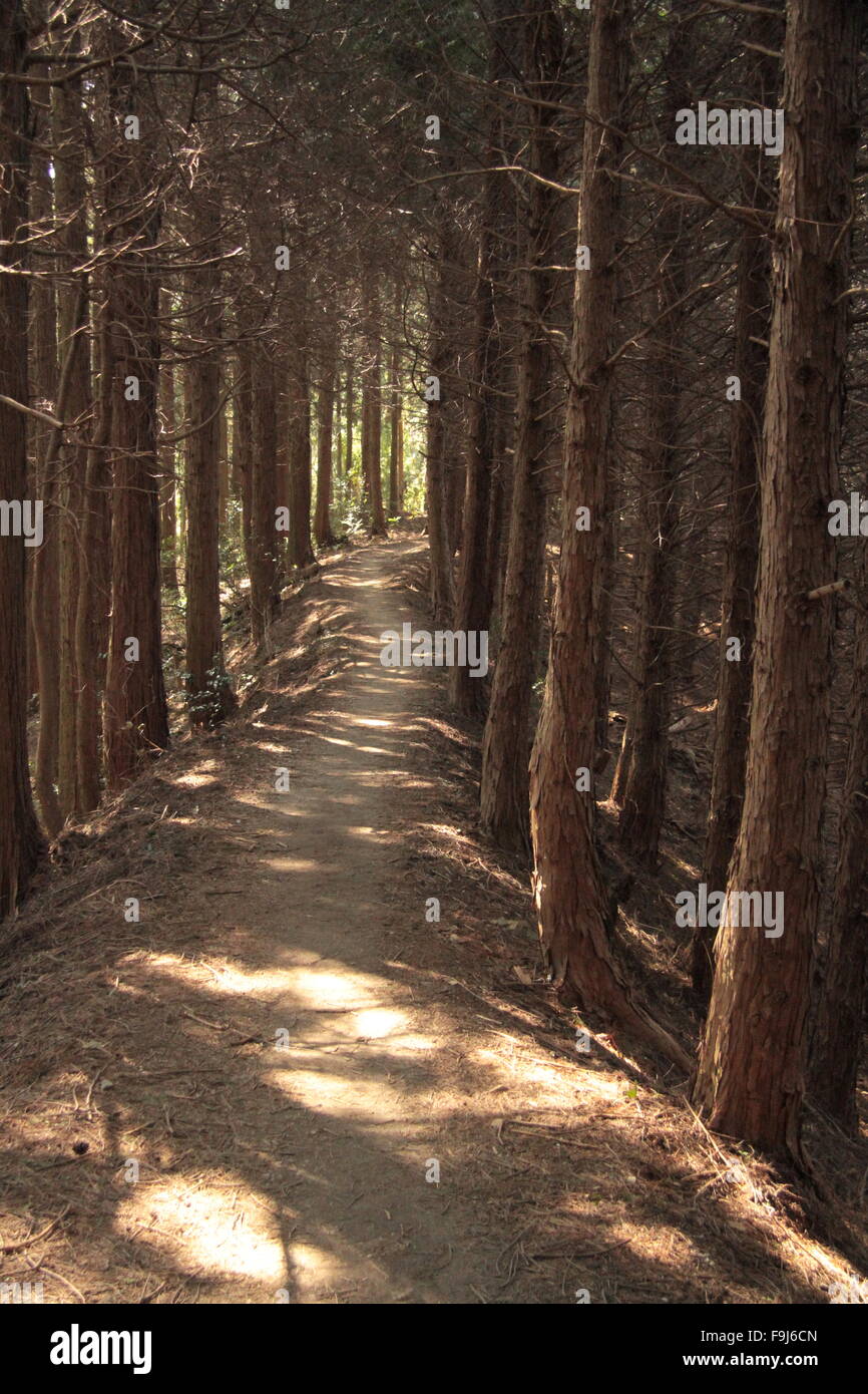 shaded pine path Stock Photo - Alamy