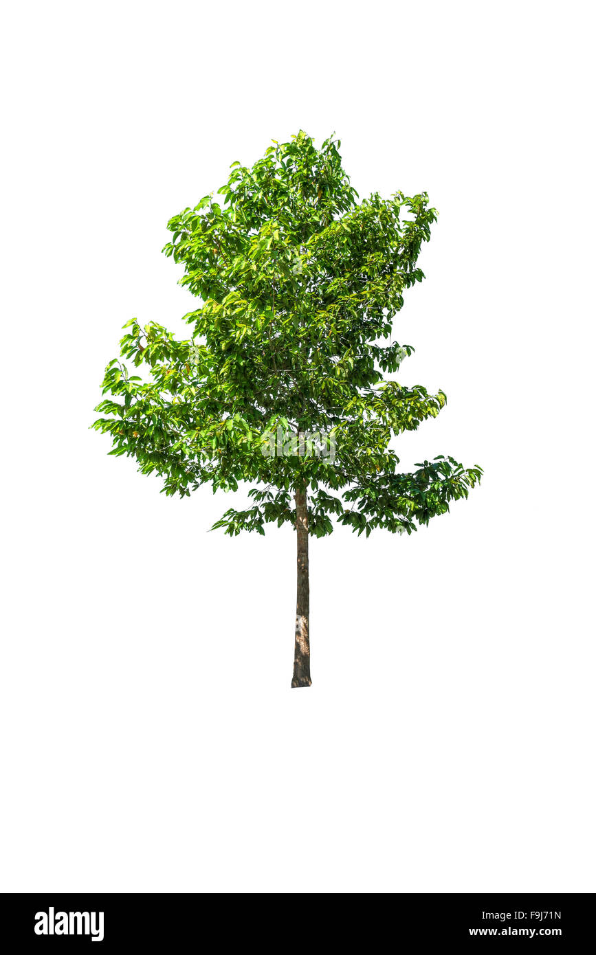 On deciduous tree Cut Out Stock Images & Pictures - Alamy