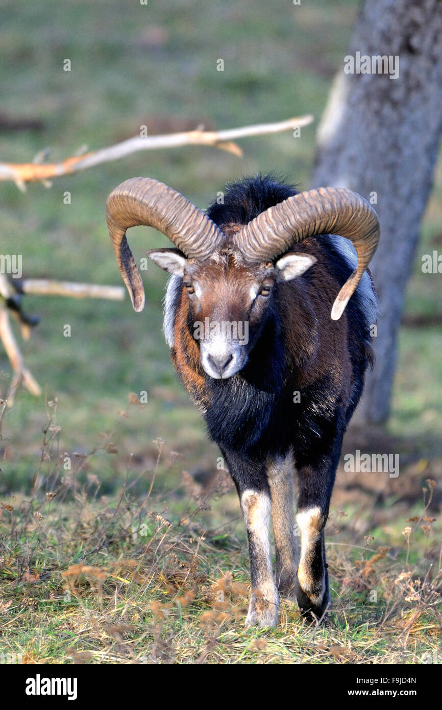 Mouflon trophy hi-res stock photography and images - Alamy