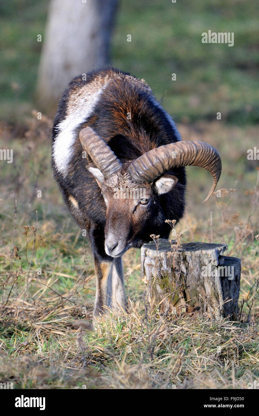 Mouflon enclosure hi-res stock photography and images - Alamy