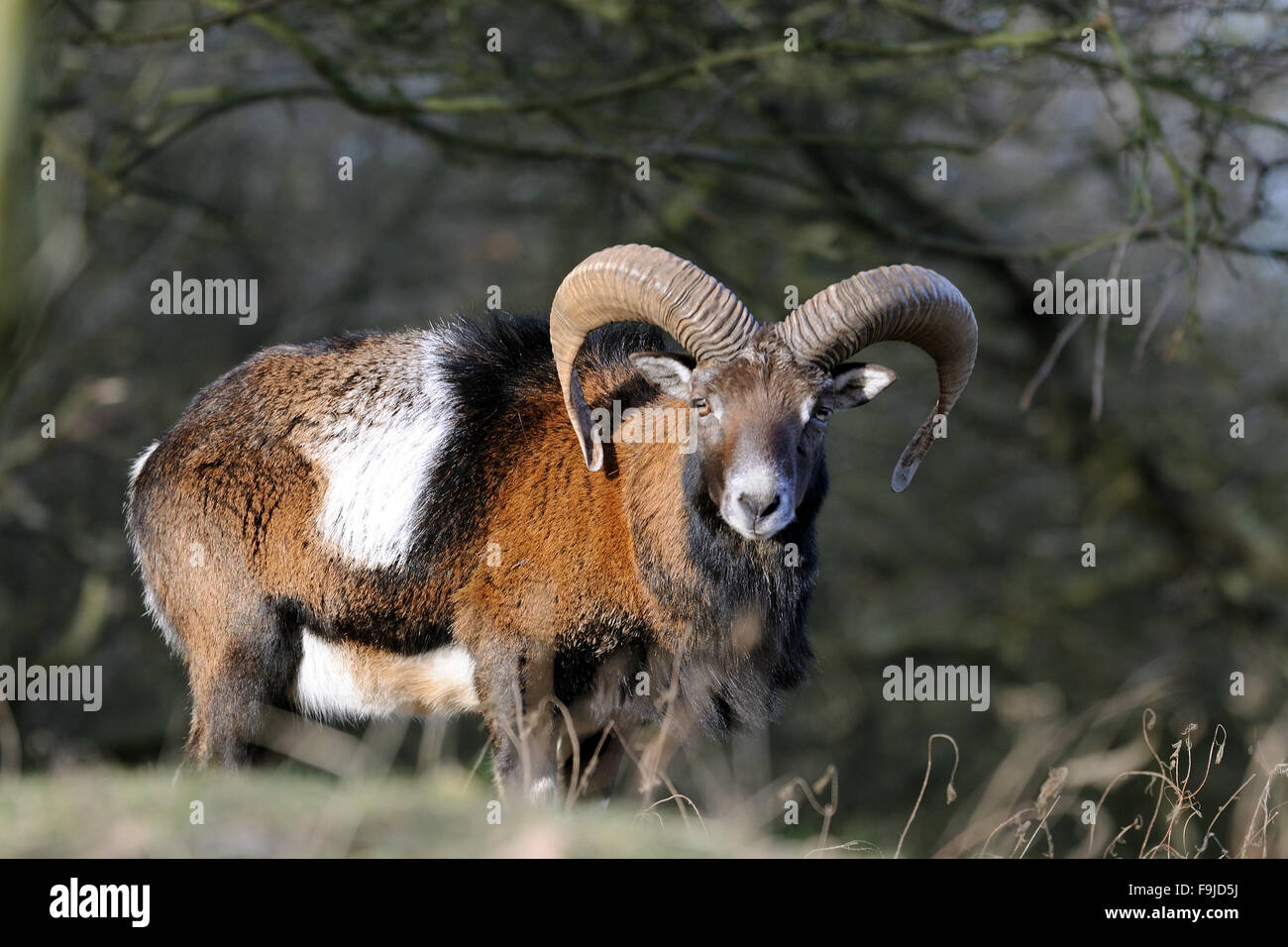 Mouflon enclosure hi-res stock photography and images - Alamy
