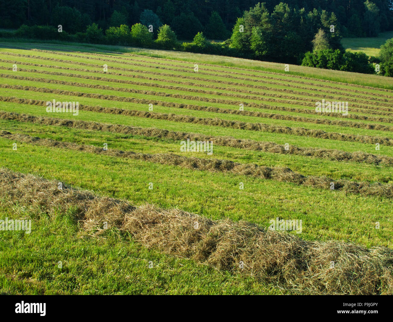 Straw windrows hi-res stock photography and images - Alamy