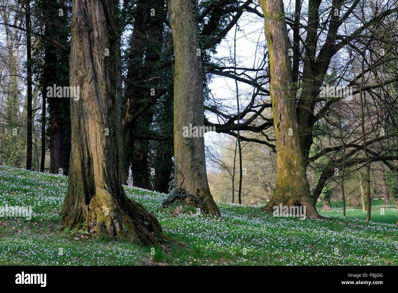 Hermanuv hi-res stock photography and images - Alamy