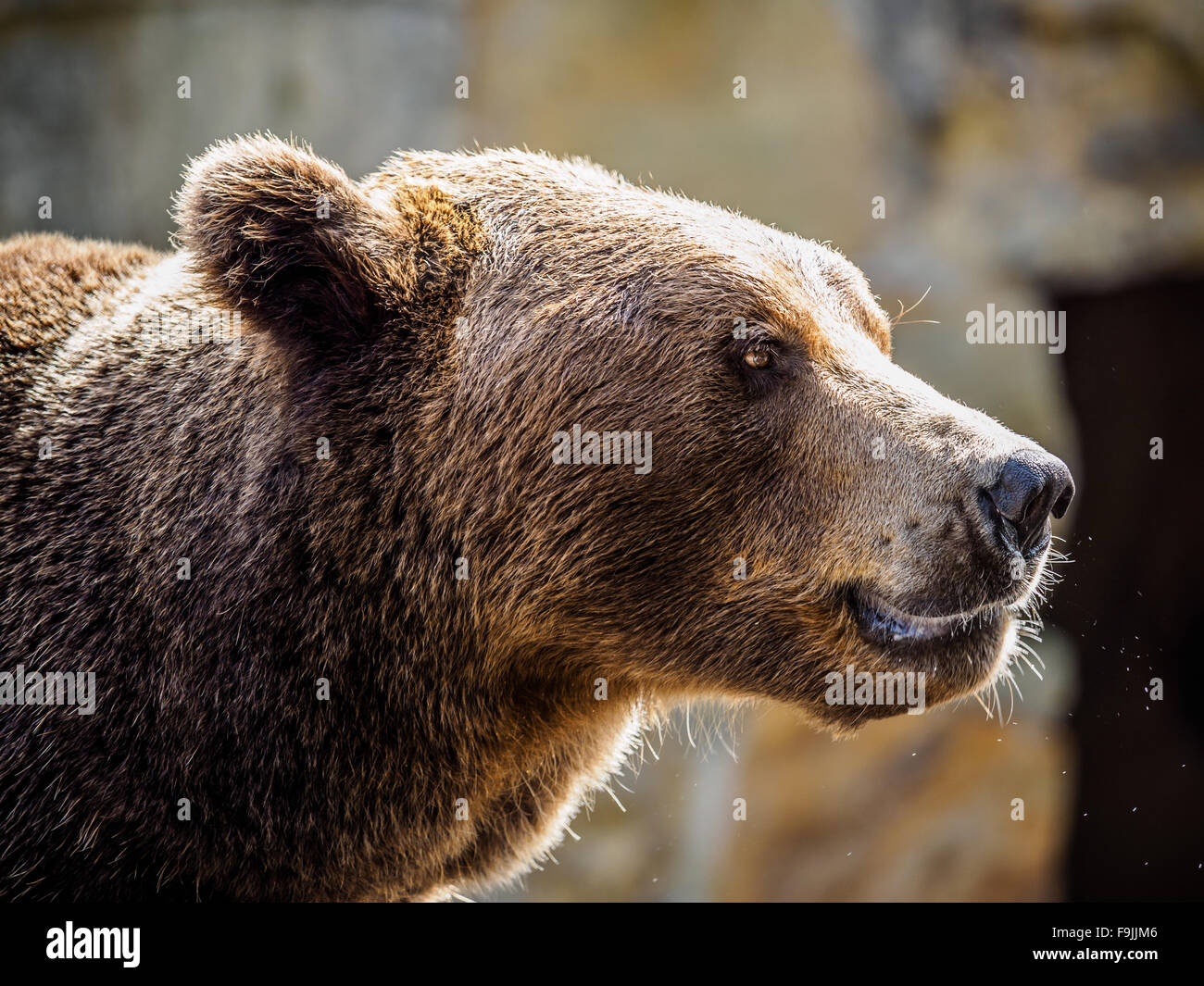 the head of a brown bear close-up Stock Photo - Alamy