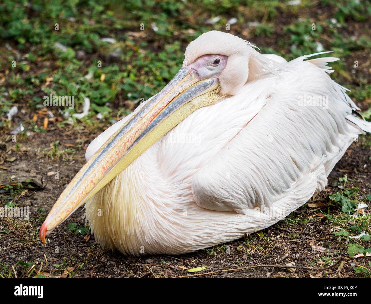 Pelican sitting hi-res stock photography and images - Alamy