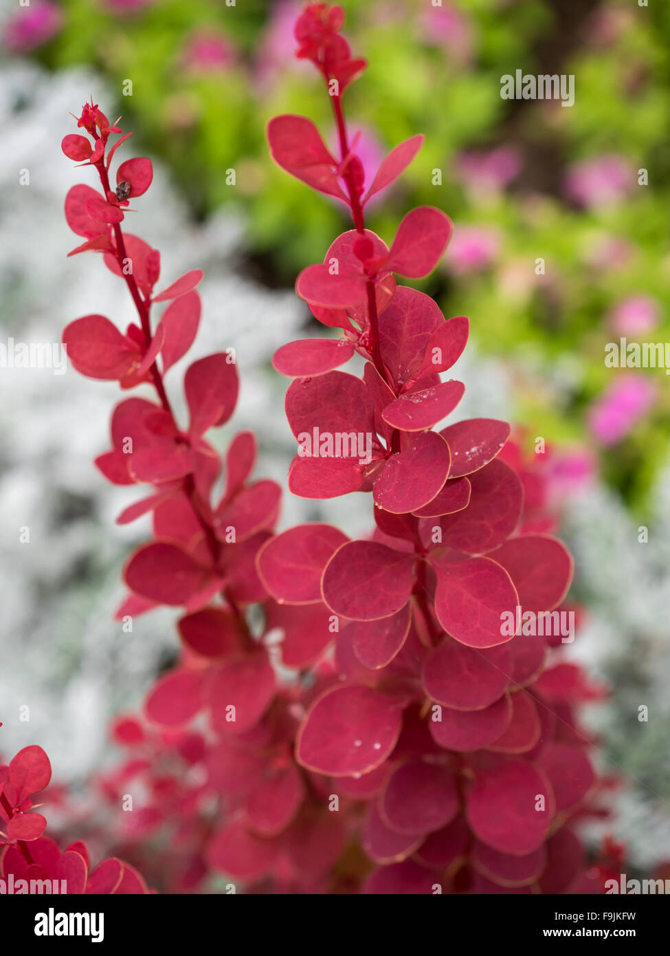 Plant with red leaves hi-res stock photography and images - Alamy
