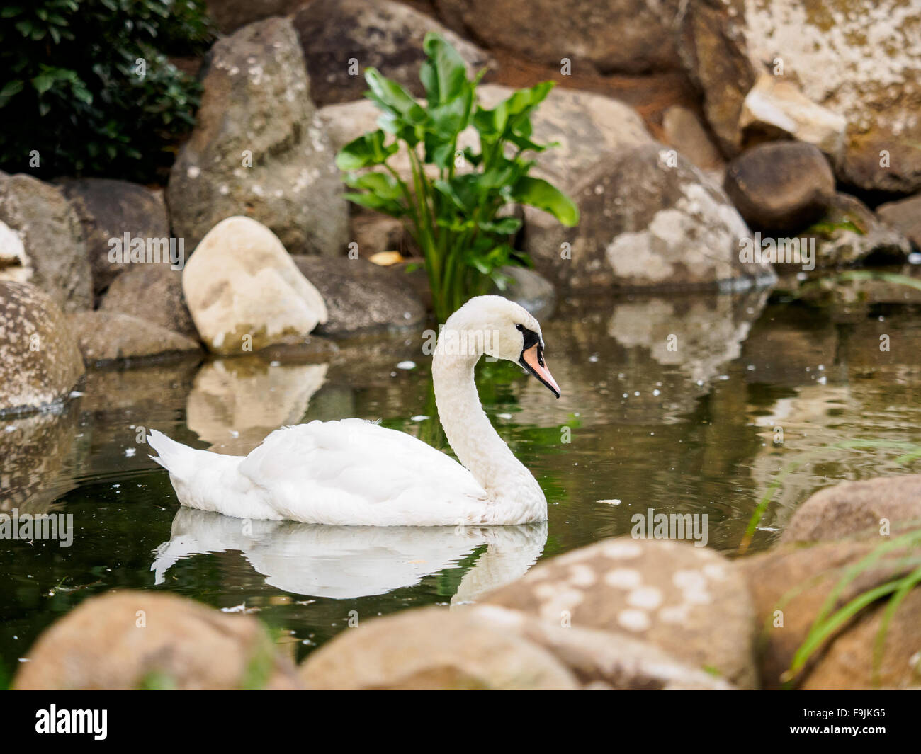 White swan floating in a pond reflected in water Stock Photo - Alamy